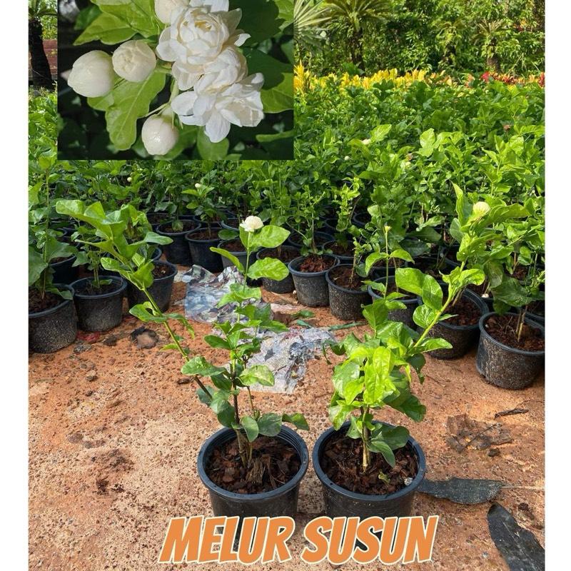 Artificial Pokok Bunga Melur Susun Harum Wangi/Pokok bunga melur ...