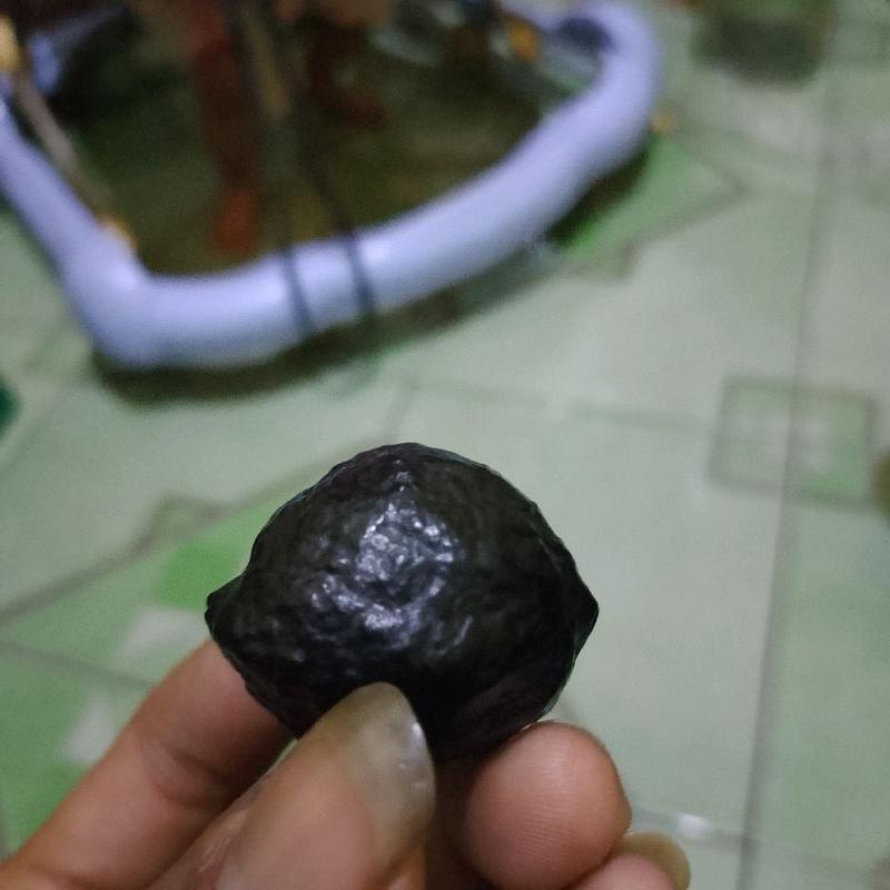 muncang siap adu ori jenis jawa dan jayanti - Shop | Tokopedia