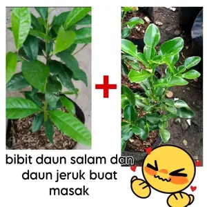 (beli 1 dapat 3)tanaman buah kelengkeng matalada dan new kristal dan ...