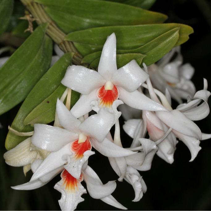 Jual Dendrobium draconis - Bumi Orchids Anggrek Koleksi Spesies Hybrid ...