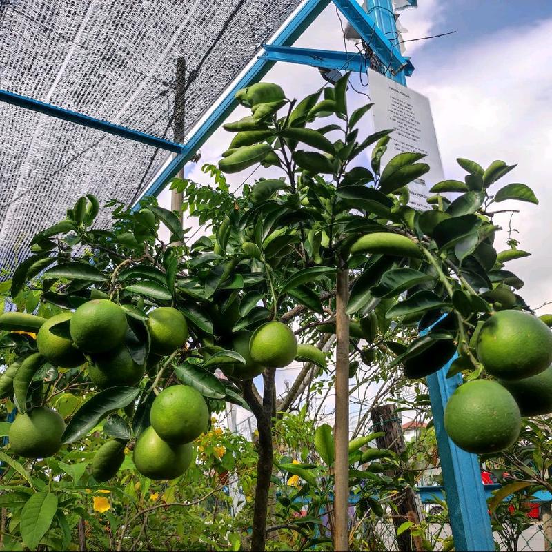 Benih pokok limau Sunkist Bali - TikTok Shop Malaysia