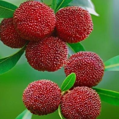 Sweet Red Bayberry Seeds, Myrica GaleFruit SeedsFruit planting - TikTok ...
