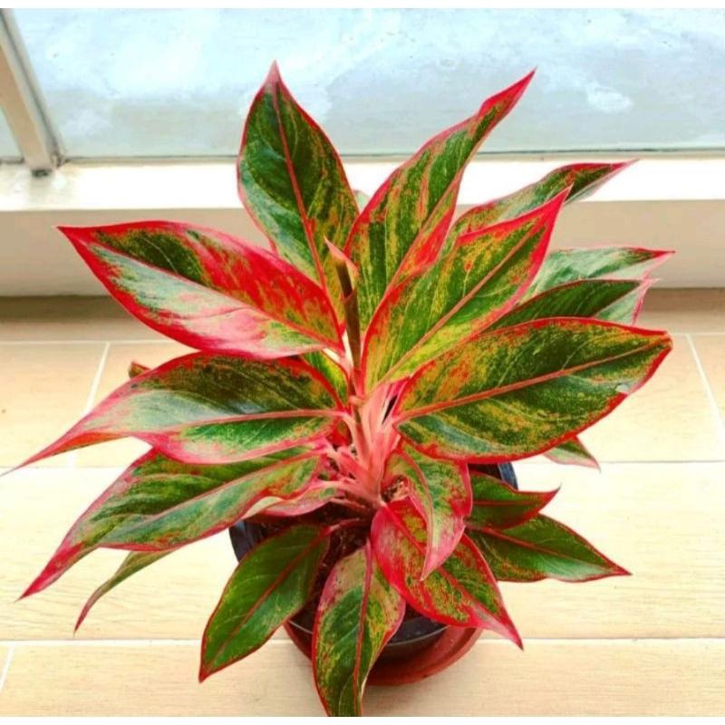 Tanaman Hias Aglonema Lipstik Merah Bunga Hias Aglaonema Lipstik ...