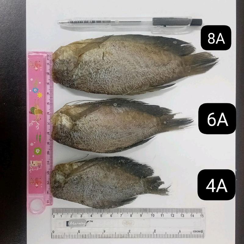 Ikan Sepat Benua Masin Tg. Dawai - Dried Food - TikTok Shop Malaysia