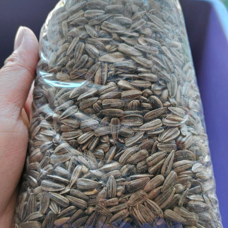 biji bunga matahari kwaci - Shop | Tokopedia