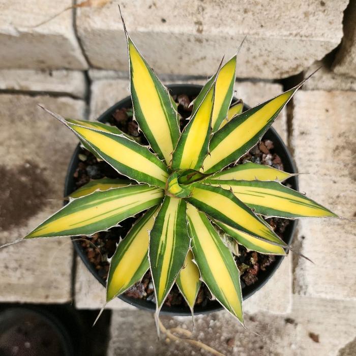 Jual Agave horida yellow variegated medio picto - Jakarta Barat - CV ...