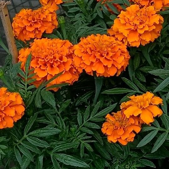 Pokok marigold bunga besar warna oren dan kuning - TikTok Shop Malaysia