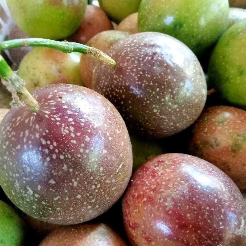 Buah markisa merah/kuning mix kualitas super per kg - Shop | Tokopedia