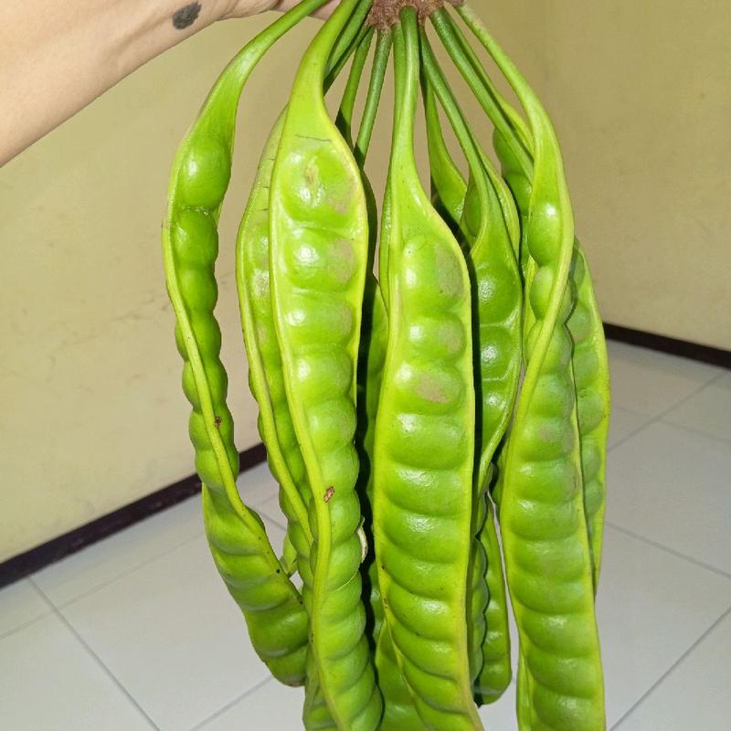 pete padi Wonogiri timur 10+2 papan/lonjor Kecombrang - Shop | Tokopedia