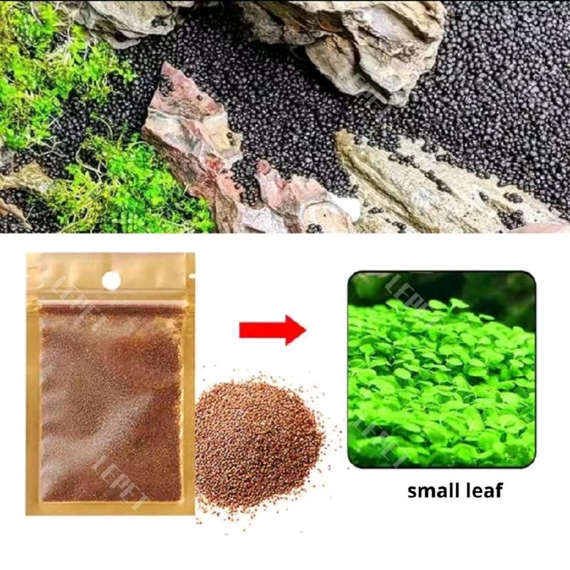 carped seed karpet seed bibit tanaman aquascape benih tanama - Shop ...
