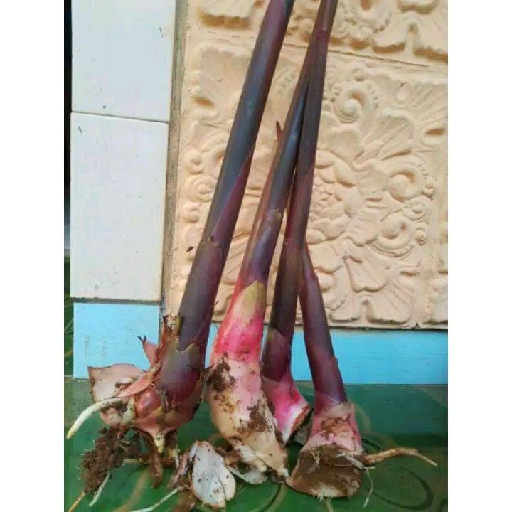 Bibit Tanaman Kecombrang Merah Honje Laka Rombeh Kincung Sia - Shop ...