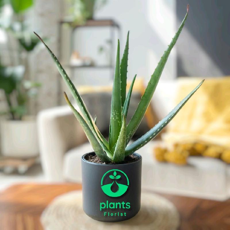 Vas Batu Aloe Vera Fern Artificial Untuk Dekorasi Meja Kanto - Shop ...