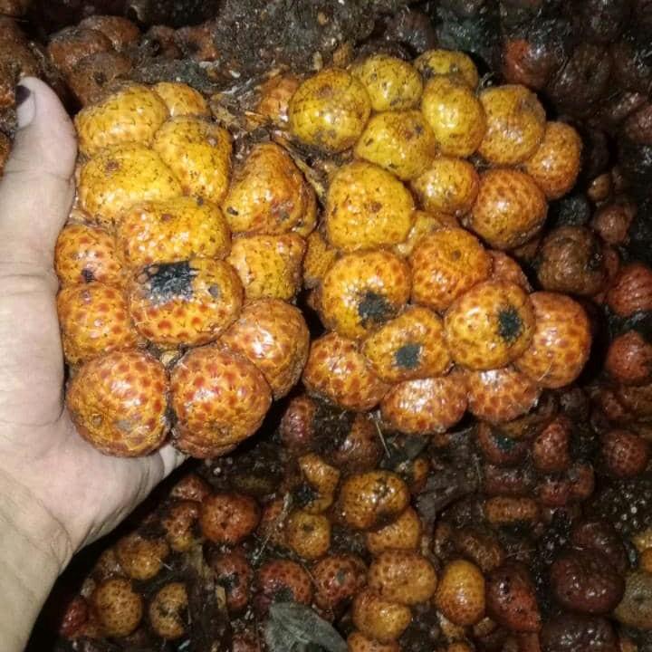 Kelubi stock baru 1kg ASAM PAYA, dried snacks - TikTok Shop Malaysia