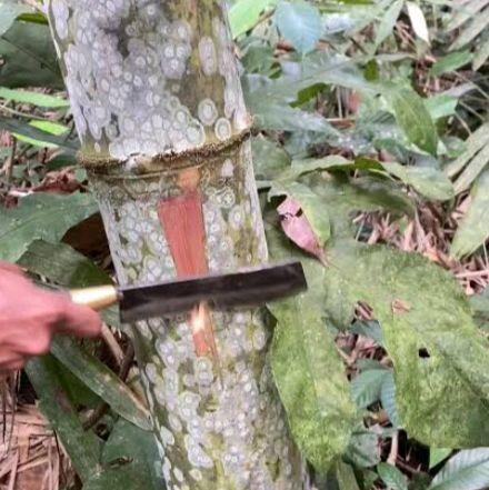 bambu asli serat merah 120 cm lebar 2 jari meter - Shop | Tokopedia