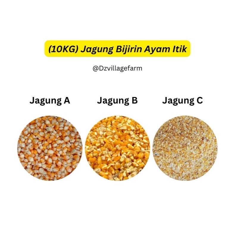 [10KG] Jagung Madu A | B | C Untuk Ternakan Ayam Itik Angsa Burung ...