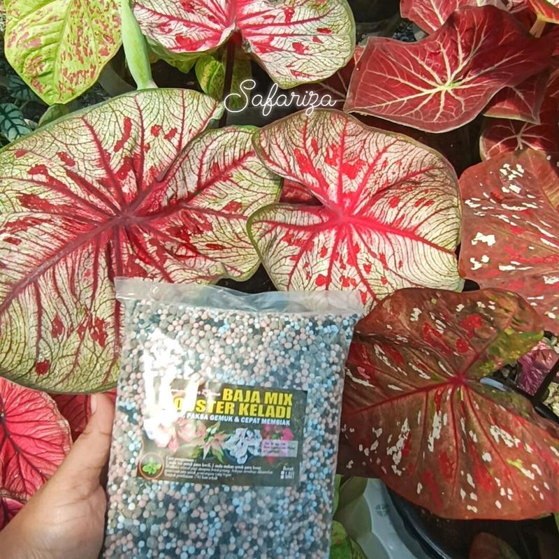 500g Baja Mix Booster Keladi - TikTok Shop Malaysia