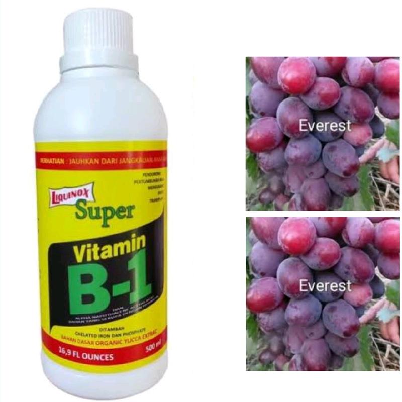 vitamin untuk anggur everest - Shop | Tokopedia