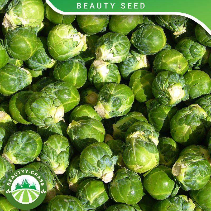 biji benih brussels green - Brussels Sprout Evesham Special Kubis Mini ...