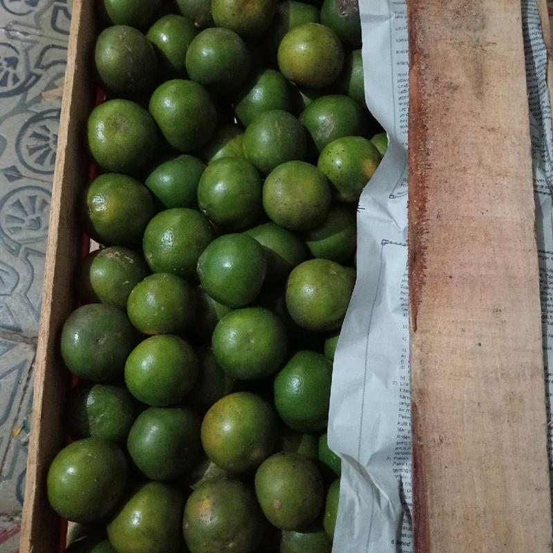 1 kg Jeruk peras fresh jeruk peras untuk pembuatan jus / minuman - Shop ...