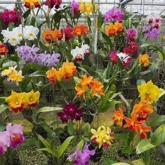 Live artificial cutting orchids catteya bunga besar plastik - TikTok ...