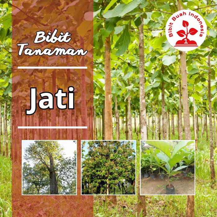 Jual Bibit Tanaman Jati Berkualitas No. 1 - Kab. Nganjuk ...