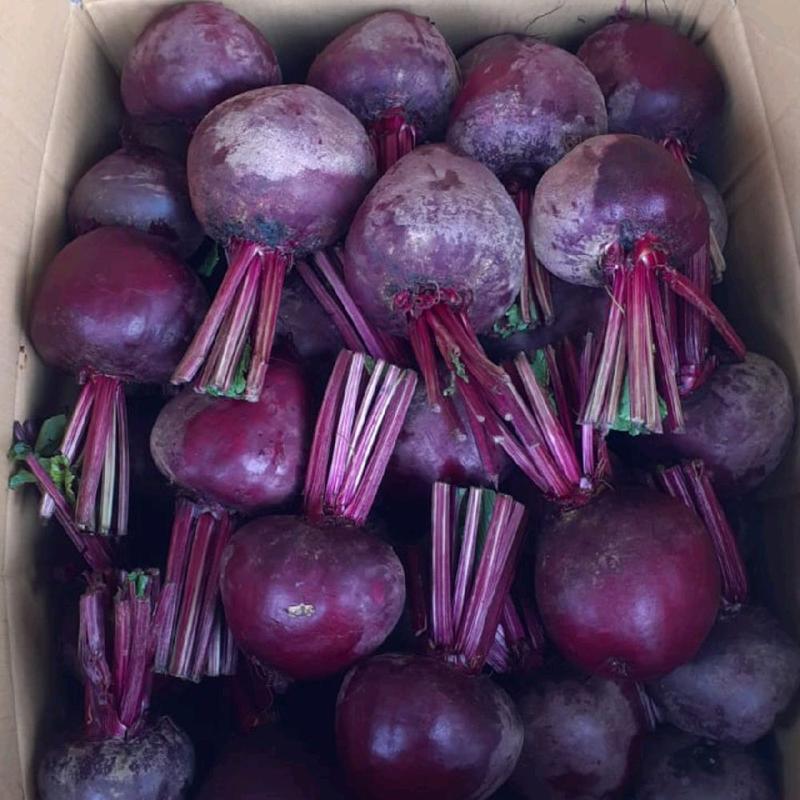 buah bit fresh organik 1 kg - Shop | Tokopedia