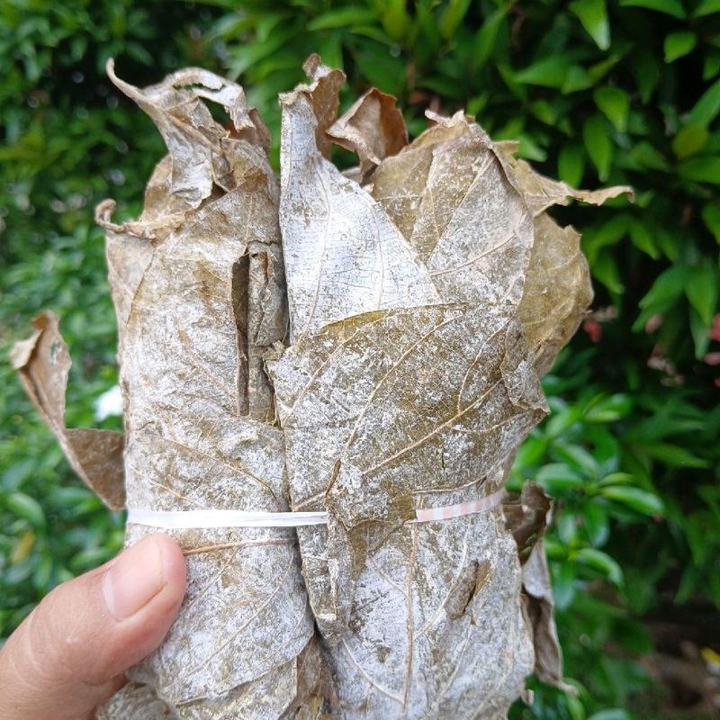 GAMBIR DAUN CAMPURAN UNTUK MAKAN SIRIH - Shop | Tokopedia