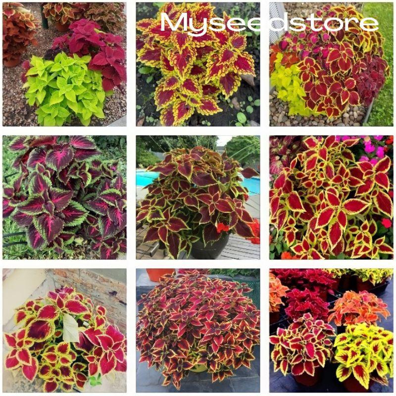 20 seeds/benih pokok bunga ati-ati mix color dwarf coleus wizard ...