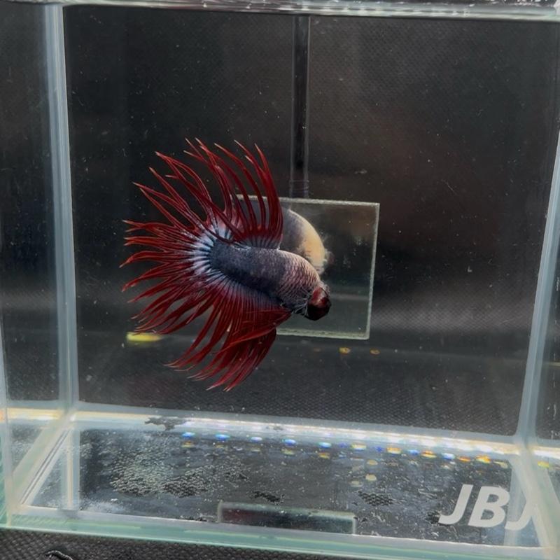 Handmade Mirror Flare Stick for betta fish and many other fishes ...