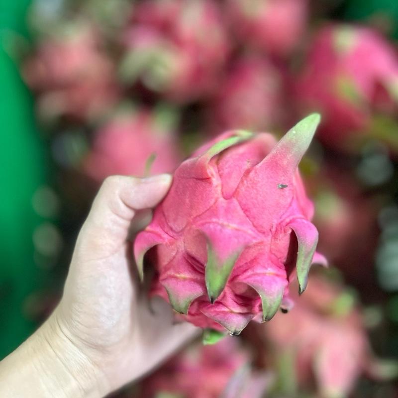 Buah naga/ dragon fruit sedap local segar - TikTok Shop Malaysia