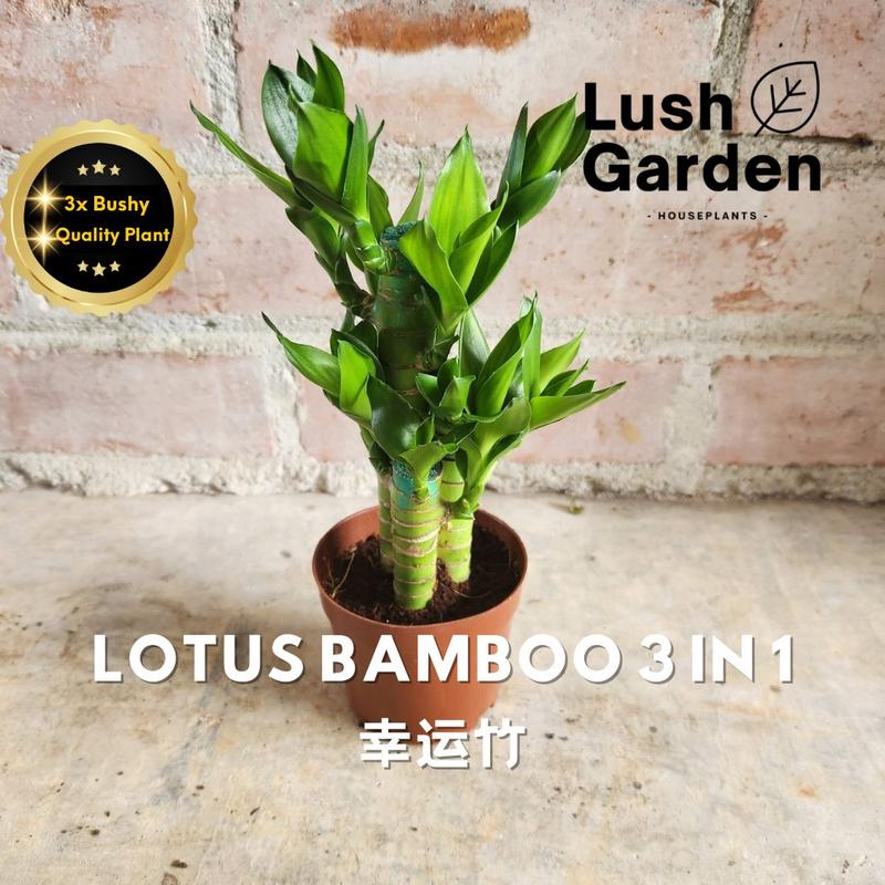 Lotus Bamboo / Lucky Bamboo 3 in 1 CNY Chinese New Year Indoor Plant ...
