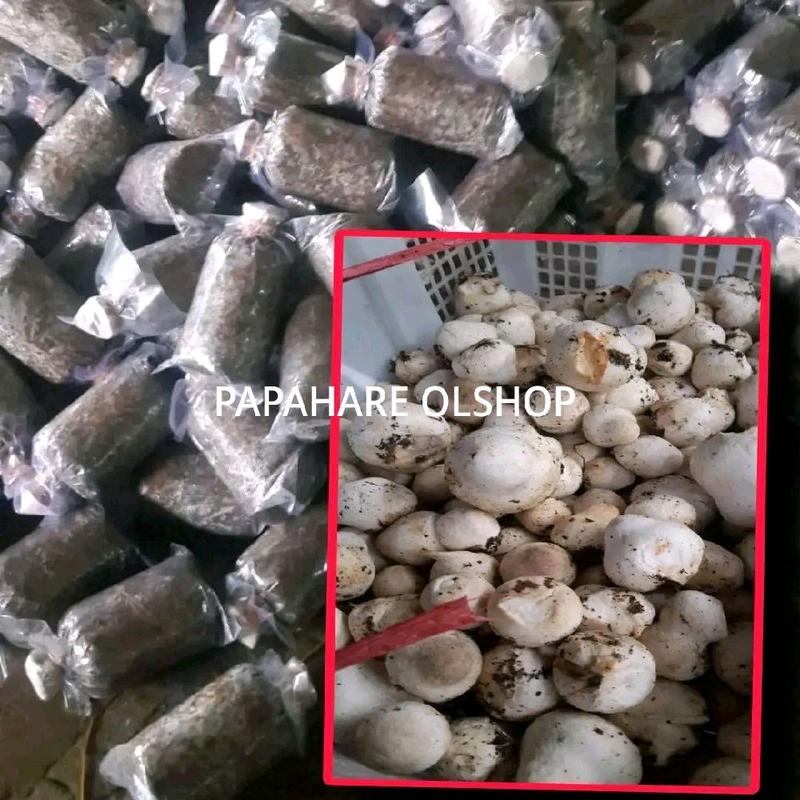 Bibit Jamur Merang Super Putih Original 1 pcs - Shop | Tokopedia
