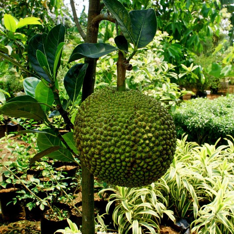 Mini Jackfruit Plant (Artocarpus heterophyllus) - - Pokok Nangka ...