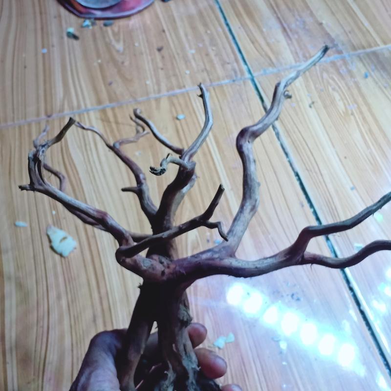 akar rasamala aquascape - Shop | Tokopedia