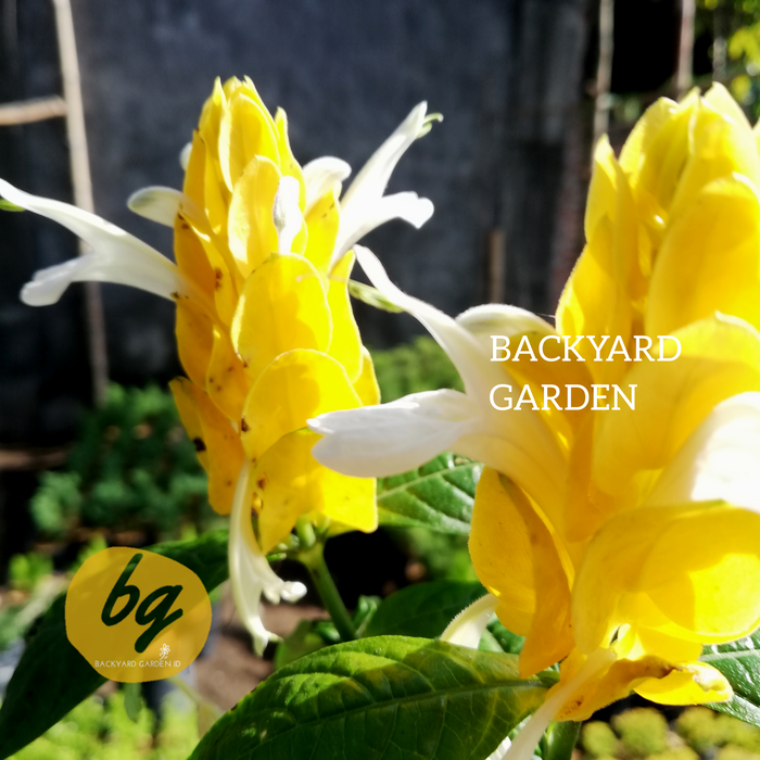 Jual Tanaman Hias bunga Lilin kuning/ Lolipop/ Pachystachis lutea - Kab ...