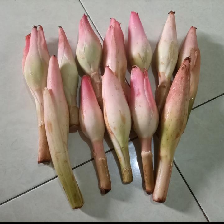 Bunga kecombrang 250gr - Shop | Tokopedia