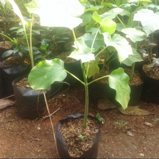 pohon jarak.pohon herbal - Shop | Tokopedia