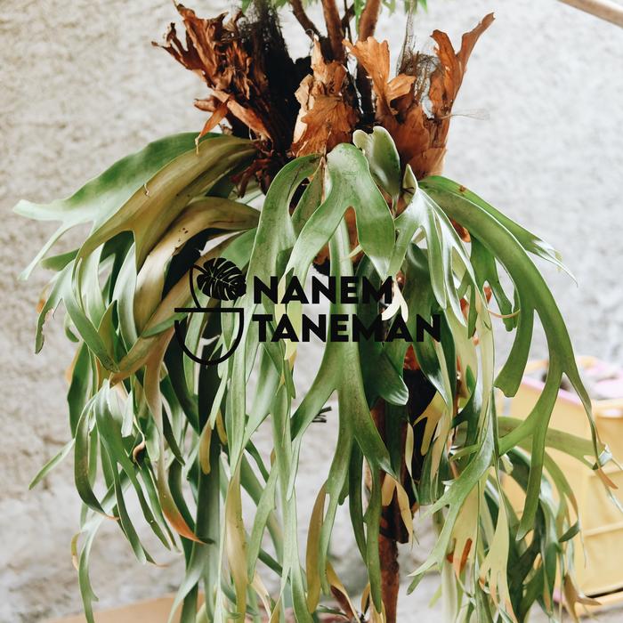 Jual Tanduk Rusa - Kadaka Menjangan - Platycerium - M - Jakarta Barat ...