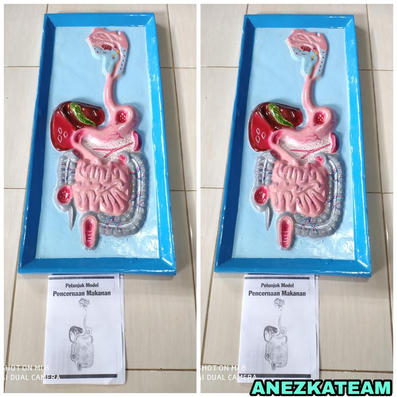 PHANTOM MANIKIN SYSTEM PENCERNAAN MANUSIA - Shop | Tokopedia