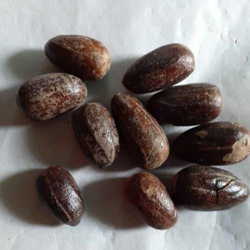 BIJI PALA BIJI PALA KOCAK PALA LONJONG NUTMEG - Shop | Tokopedia