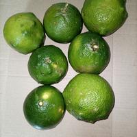 Jual buah jeruk Bali mini segar 1kg - Kab. Bandung Barat ...