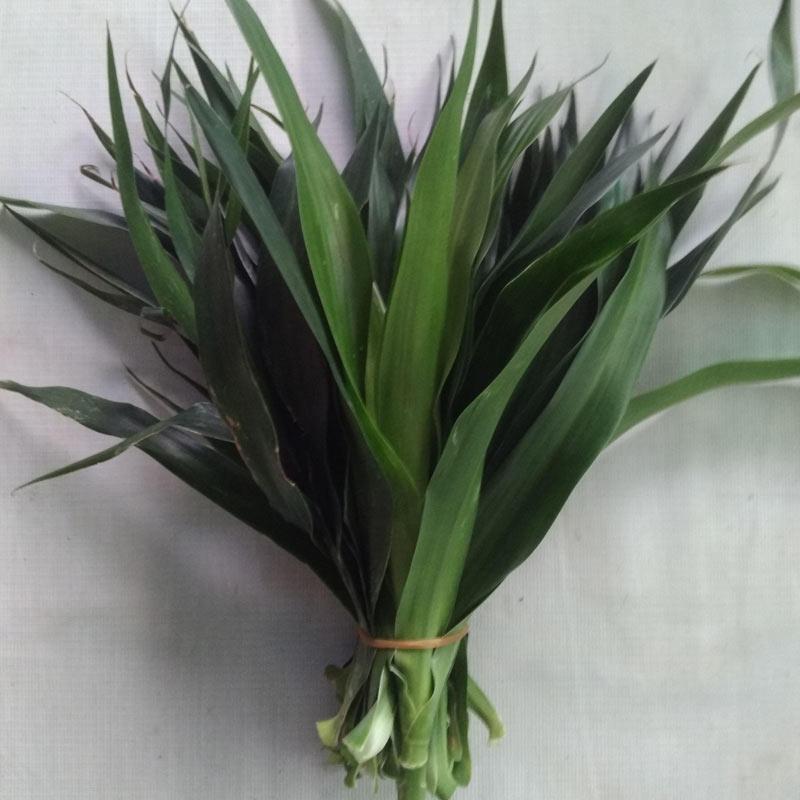 Daun Suji Segar Langsung dari Kebun, Pewarna & Pengharum Makanan - Shop ...