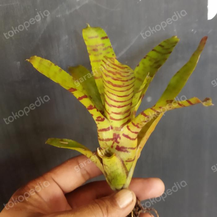 Jual Bromelia Mini Neoregelia Palmares untuk Paludarium Terrarium dan ...