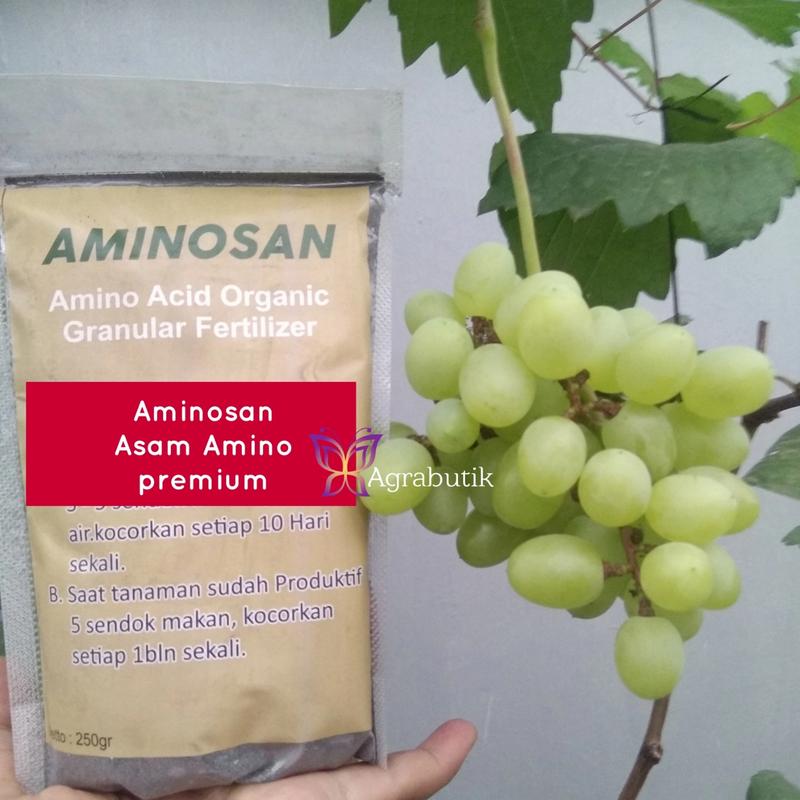 Aminosan pupuk organik Asam amino premium aneka tanaman buah anggur ...