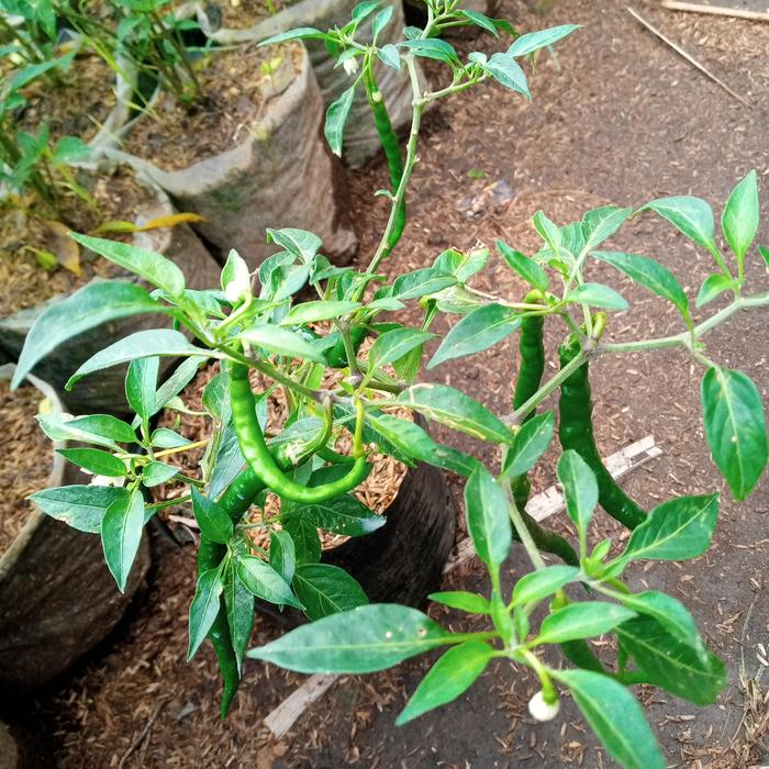 Jual tanaman pohon cabai keriting dan jenis sayur dan bunga lainnya ...
