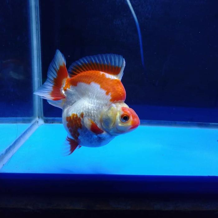 Jual ryukin jumbo red white / koki ryukin jumbo fancy - Kota Tangerang ...
