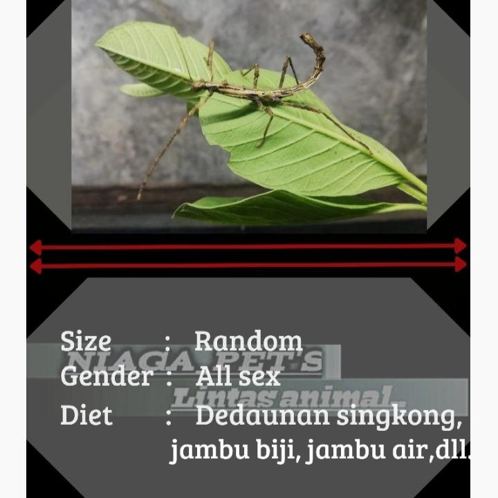 centrophasma sp / belalang ranting duri - Shop | Tokopedia