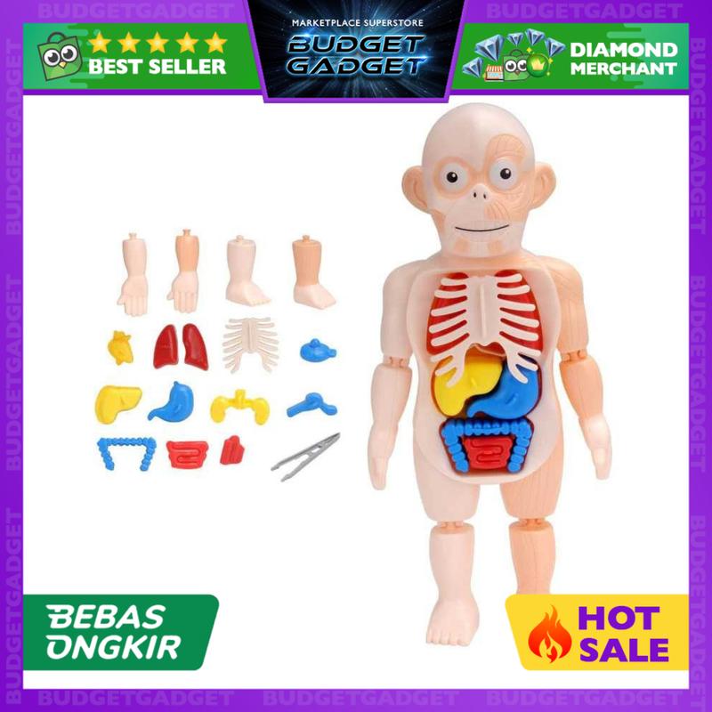 Yokibo Mainan Anak Montessori Body Anatomy Children Toy - DD232 - Shop ...