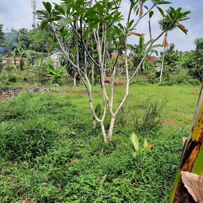 Jual POHON KAMBOJA BALI TINGGI 2 METER RIMBUN BUNGA KUNING - Kab. Bogor ...