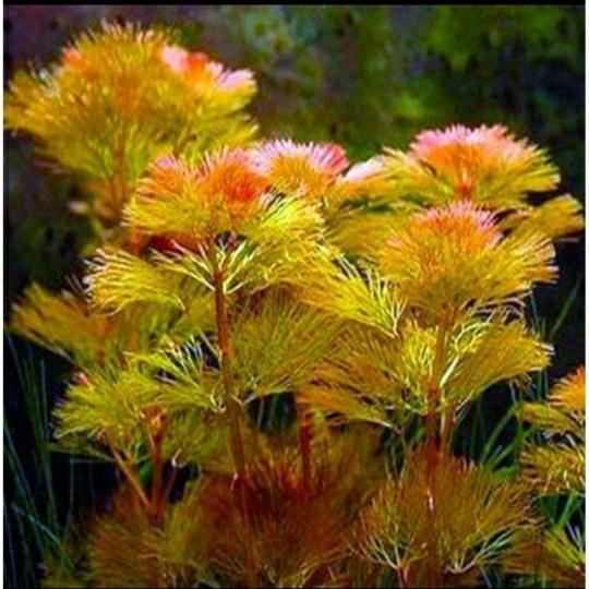 kabomba red 50 btg tanaman aquascape - Shop | Tokopedia